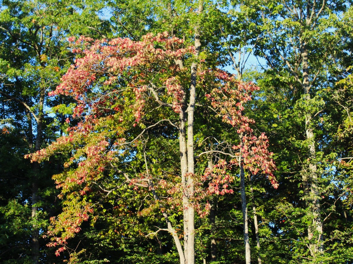 The Joy of Fall! – Peggy Writes